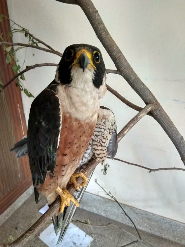 Shaheen falcon by Joju Mukkattukara 2 – Kole Birders Community Portal